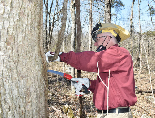 Forest Thinning Techniques for Wildlife Habitat - Grit